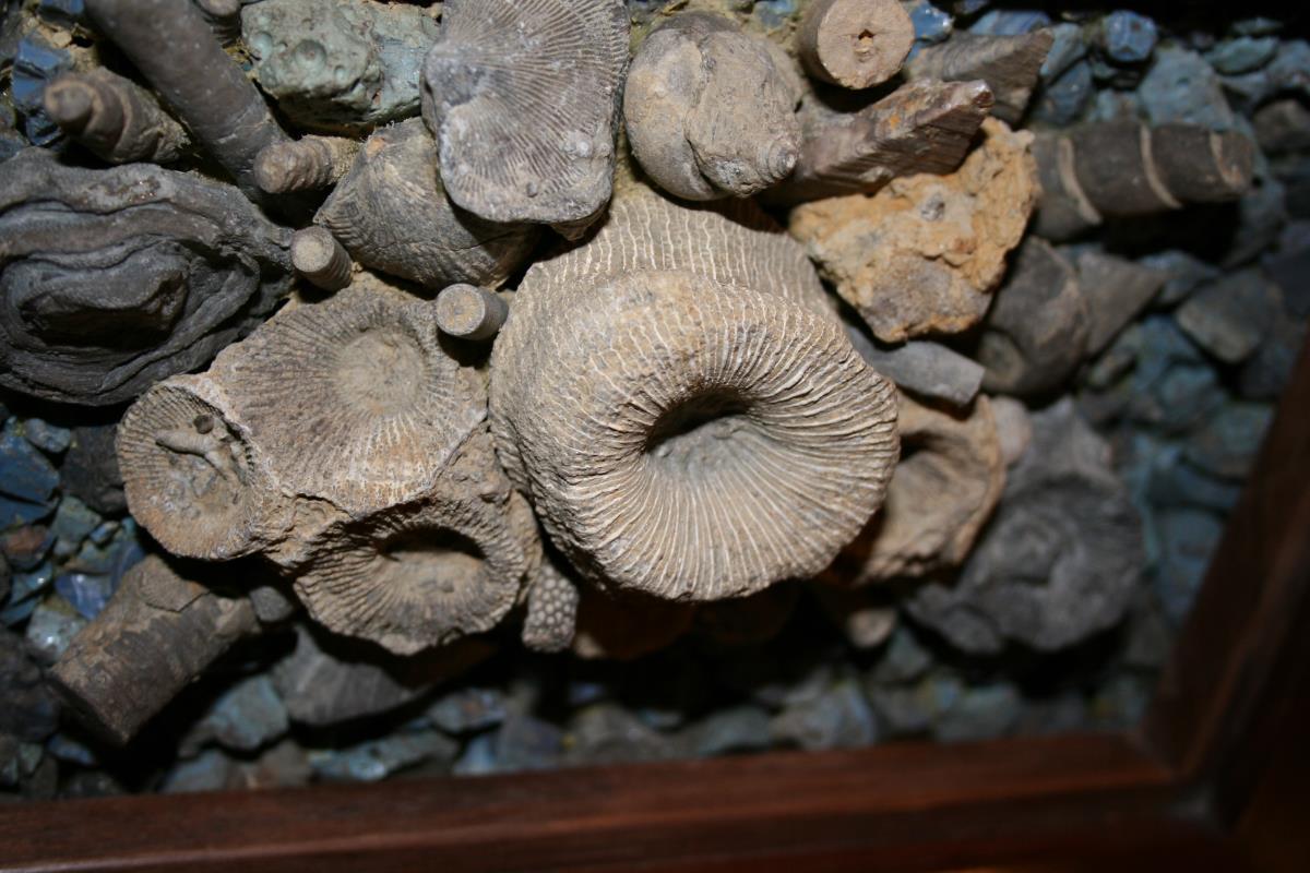 Das "Meer" der Eifel - Fossilien · Mineralien - ArsMINERALIS ...